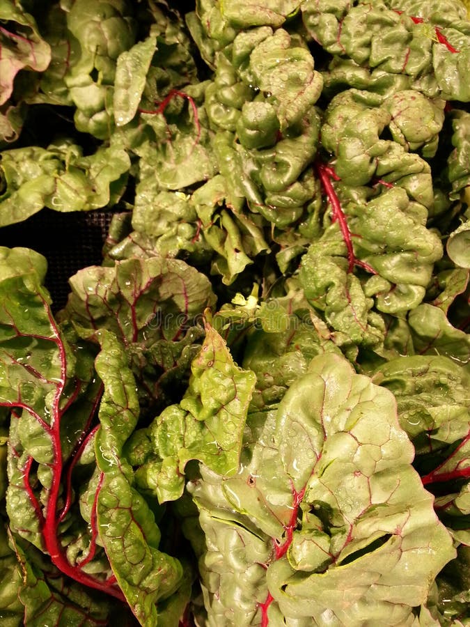 Red chard stock image. Image of display, leaves, chard - 54218221