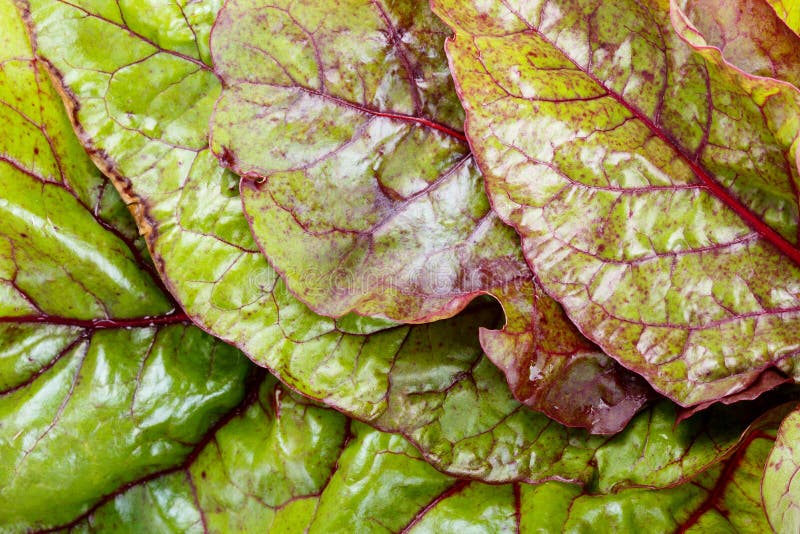 Red Chard Leaves As Background Stock Image - Image of healthy, fresh ...
