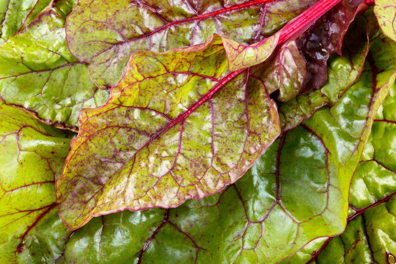 Red Chard Leaves As Background Stock Photo - Image of salad, wallpaper ...