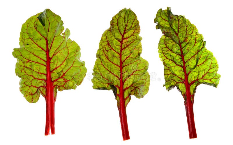 Red Chard Leaves stock photo. Image of leaf, spinach - 56426908