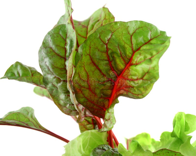 Red Chard Lettuce stock image. Image of delicious, calorie - 4654531