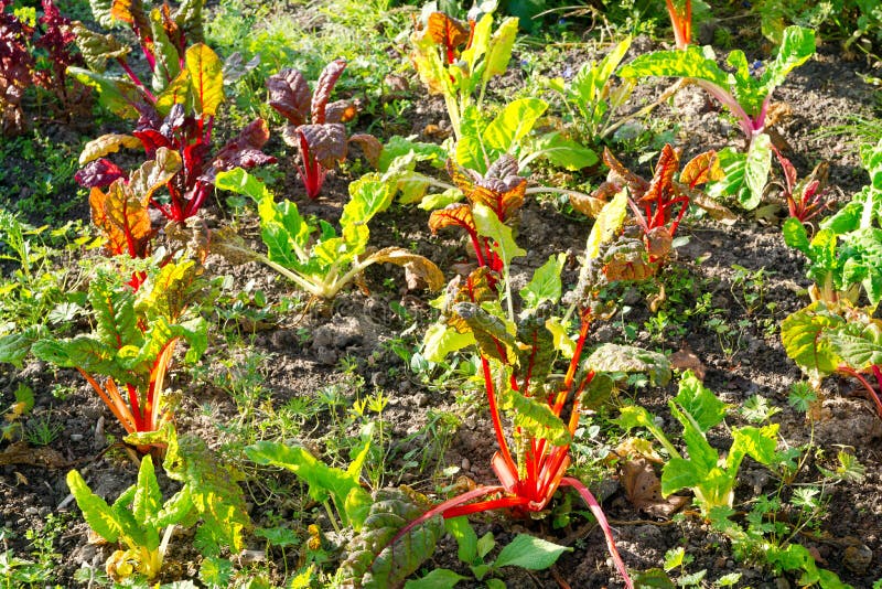 Red chard plants stock image. Image of healthy, organic - 85325155