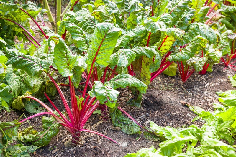 Red Chard (rhubarb Chard) Growing in a Vegetable Garden, UK Stock Photo ...