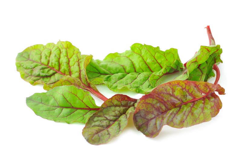 Red Chard salad leaves stock image. Image of perishable - 9397097