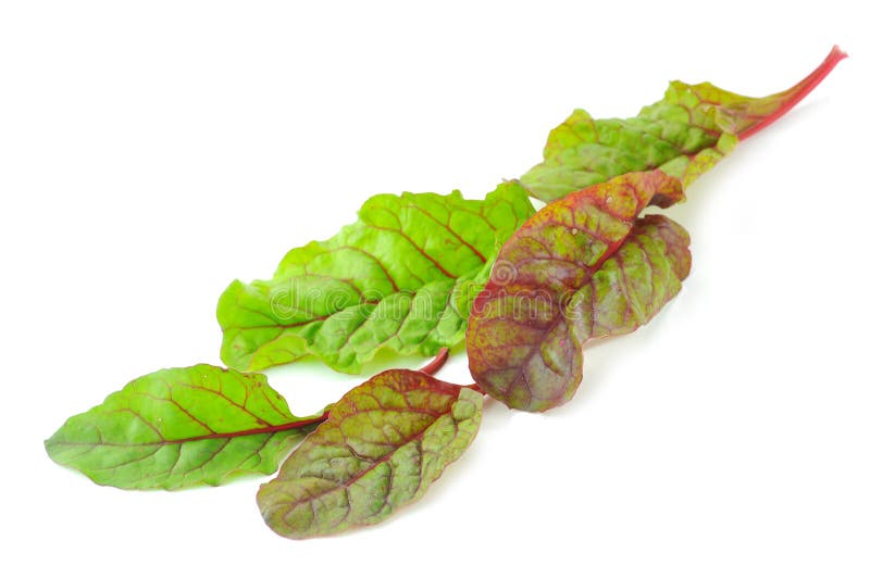 Red Chard salad leaves stock image. Image of roots, beetroot - 9553803