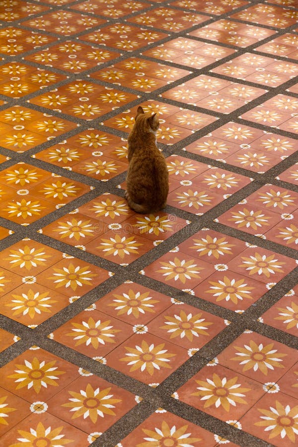 Red checkered cat stock photo. Image of floor, architecture - 25326592