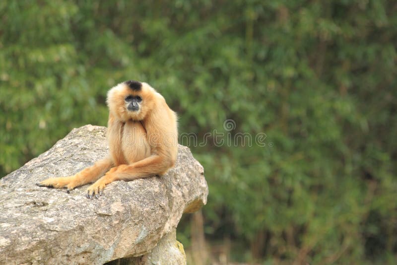 Yellow-cheeked gibbon stock photo. Image of primate, nomascus - 31499646
