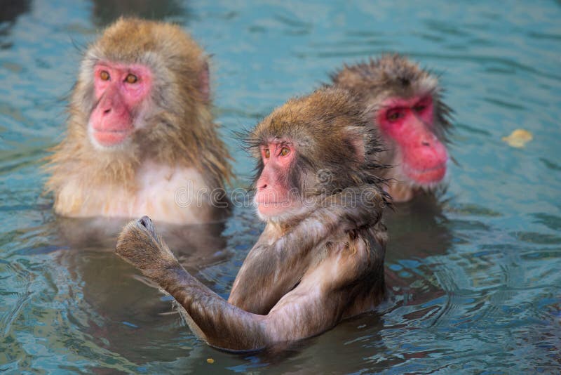 Red-cheeked Monkey in a Hot Spring in Japan Stock Photo - Image of ...