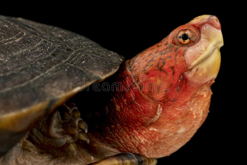 Red Cheeked Mud Turtle (Kinosternon Scorpioides Cruentatum) Stock Photo ...