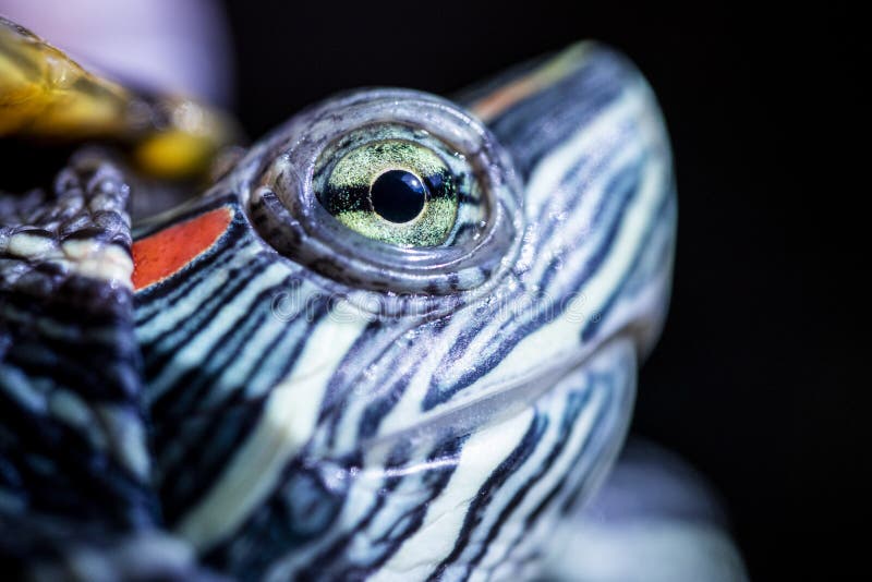 Red-cheeked Water Turtle, Macro Photo. Close Up Stock Image - Image of ...
