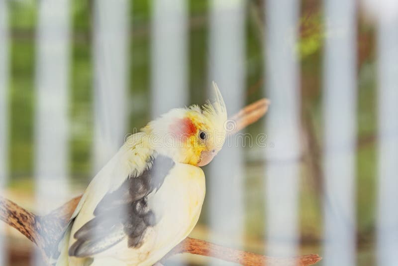 Red Cheeks of Yellow Cockatiel Behind Bars Stock Photo - Image of ...