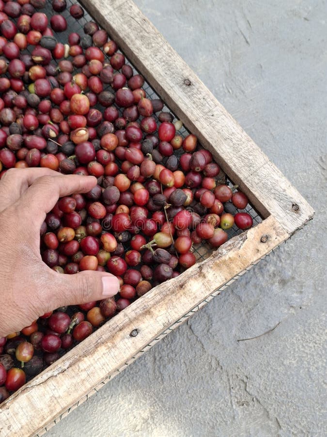 Red Cheery Specialty Coffee Drying Process Natural Stock Image - Image ...