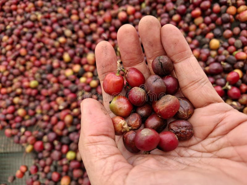 Red Cheery Specialty Coffee Drying Process Natural Stock Image - Image ...