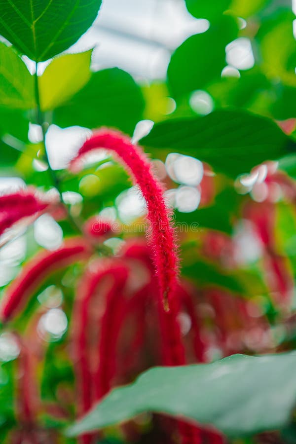 Red Chenille Plant Acalypha Hispida Stock Photo - Image of field, house ...