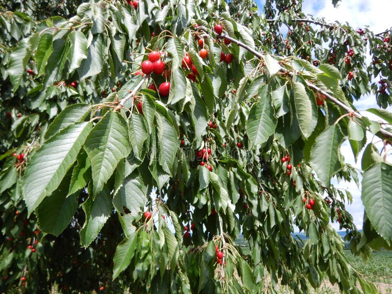 Red cheries on a tree stock photo. Image of cherry, countryside - 94813068