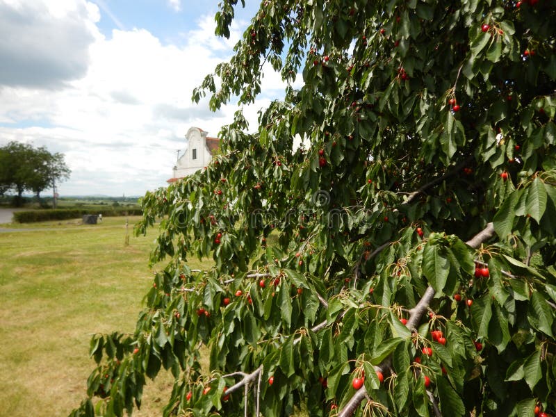 Red cheries on a tree stock image. Image of foliage, fruit - 94827885