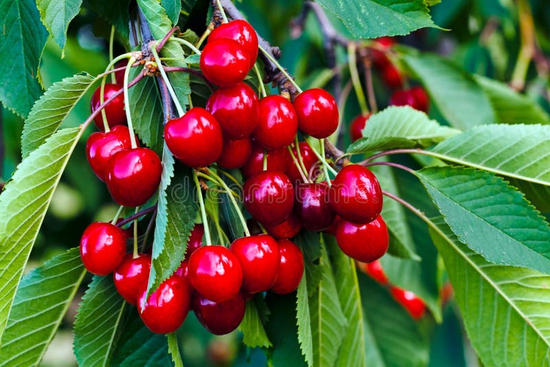 Red cherrie tree stock image. Image of bunch, fruiting - 72800711