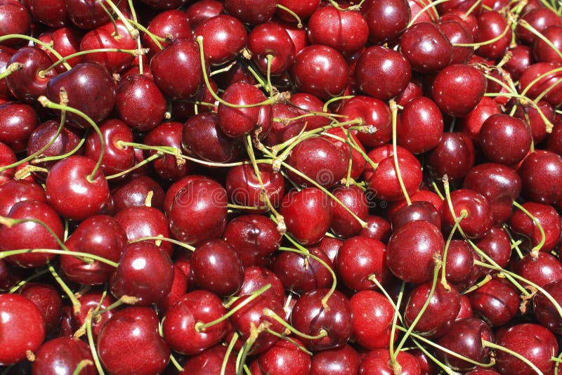 Red Cherries stock photo. Image of blossom, sweet, scarlet - 21043910