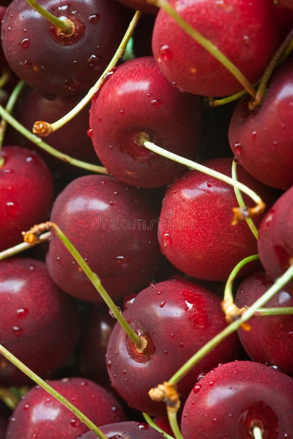 Red cherries stock photo. Image of vertical, agriculture - 22599522