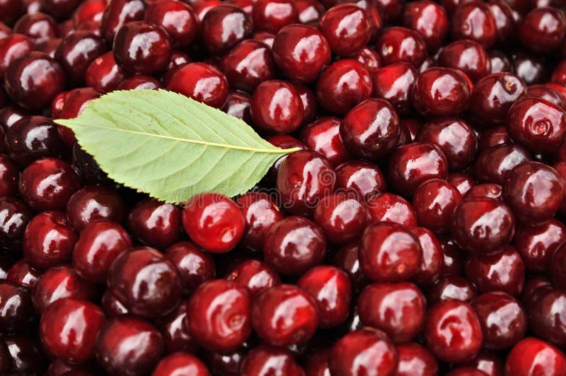 Red cherries background stock photo. Image of healthy - 41241492