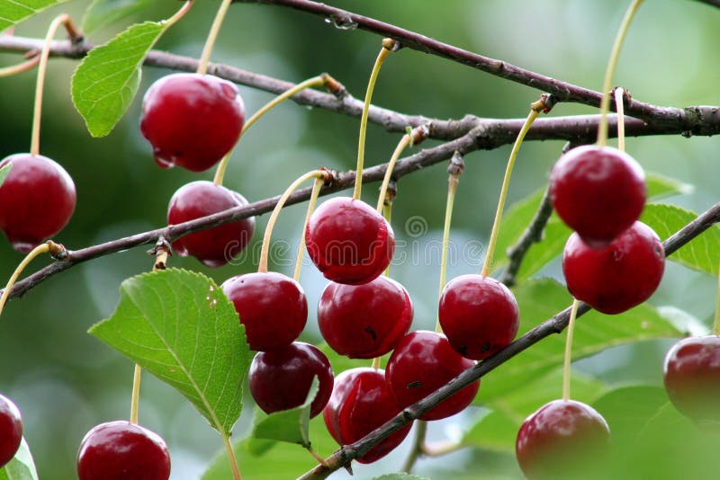 Red Cherries On The Branch After The Rain Stock Image Image Of