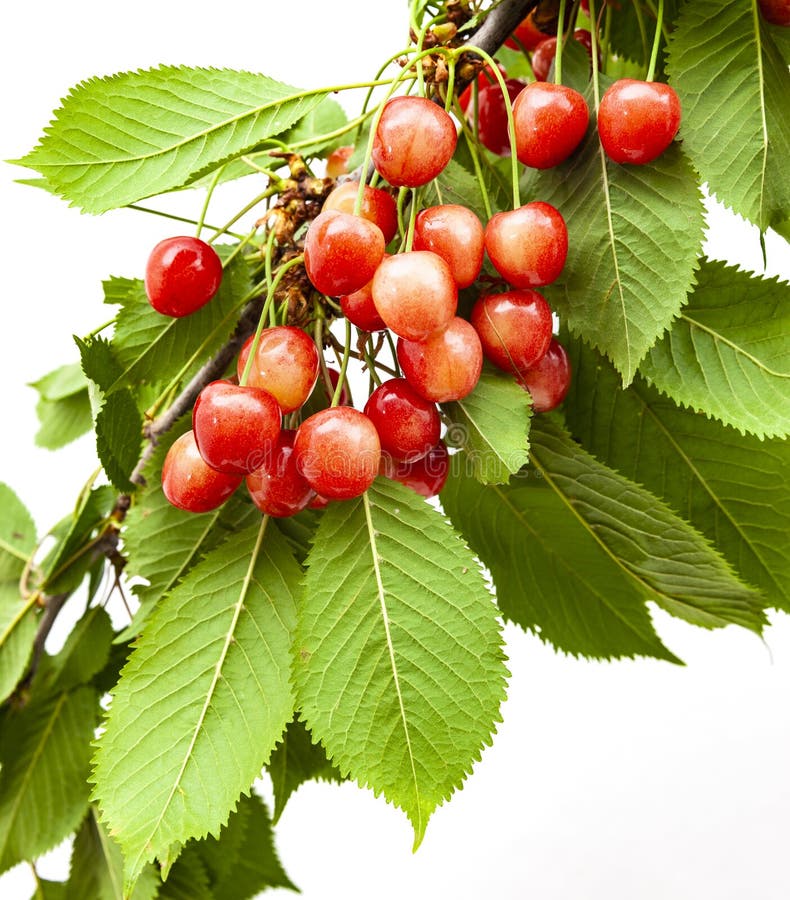 Red Cherries on the Cherry Tree Stock Image - Image of juicy ...