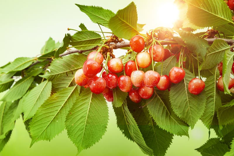 Red Cherries on the Cherry Tree Stock Image - Image of healthy, garden ...