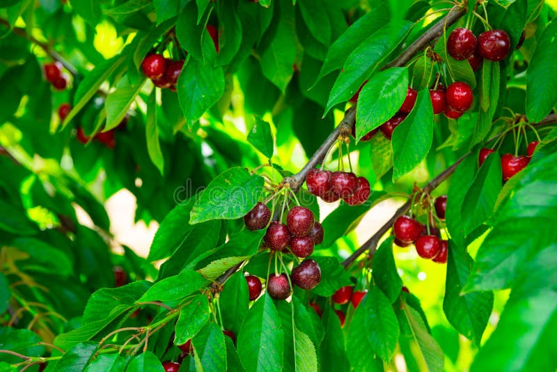 Red Cherries Growing on Cherry Tree Stock Image - Image of color ...