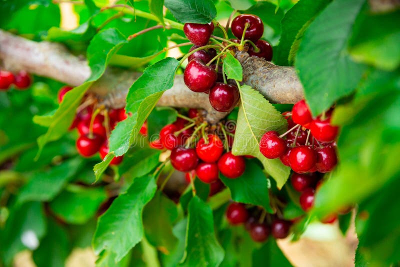 Red Cherries Growing on Cherry Tree Stock Photo - Image of green, leaf ...