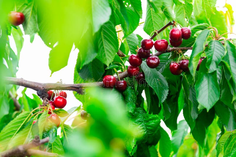 Red Cherries Growing on Cherry Tree Stock Photo - Image of organic ...