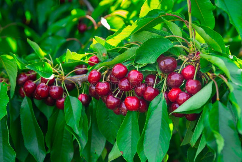 Red Cherries Growing on Cherry Tree Stock Photo - Image of organic ...