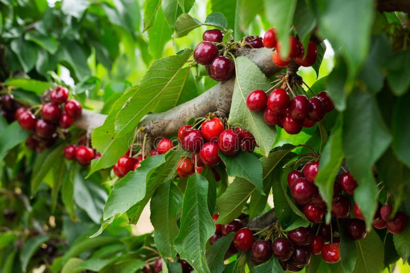 Red Cherries Growing on Cherry Tree Stock Image - Image of ripe, green ...