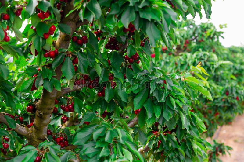Red Cherries Growing on Cherry Tree Stock Photo - Image of tree ...