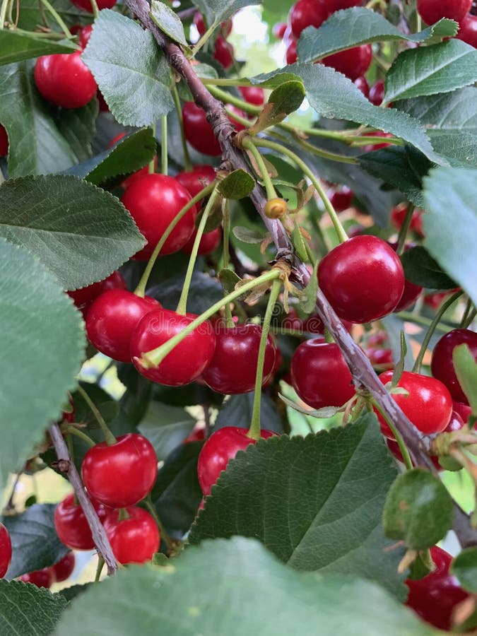 Red Cherries Growing on a Tree Stock Photo - Image of nature, shiny ...