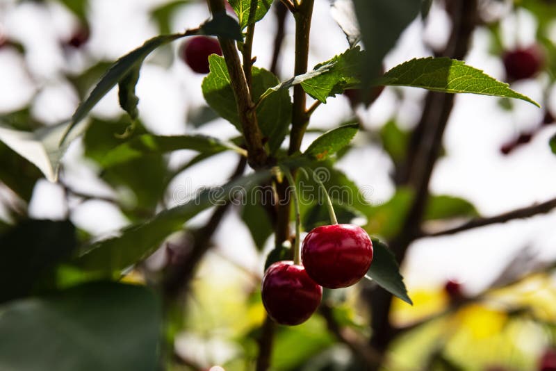 Red Cherries Hanging on a Cherry Tree Branch, Red Cherries on Tree in ...