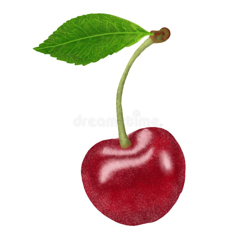 Red Cherries Painting Stye Illustration. Cherry Isolated on White ...