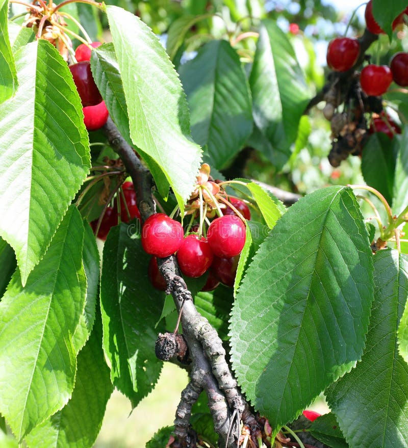 Red Cherries Ready for Harvest in the Tree with Leaves Stock Image ...