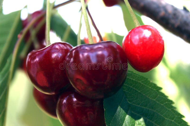 The red cherries stock photo. Image of isolated, cherries - 120187766