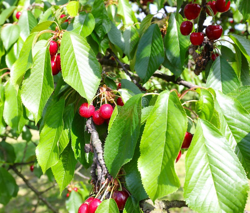 Red Cherries in the Ripe Cherry Tree Stock Photo - Image of fruits ...