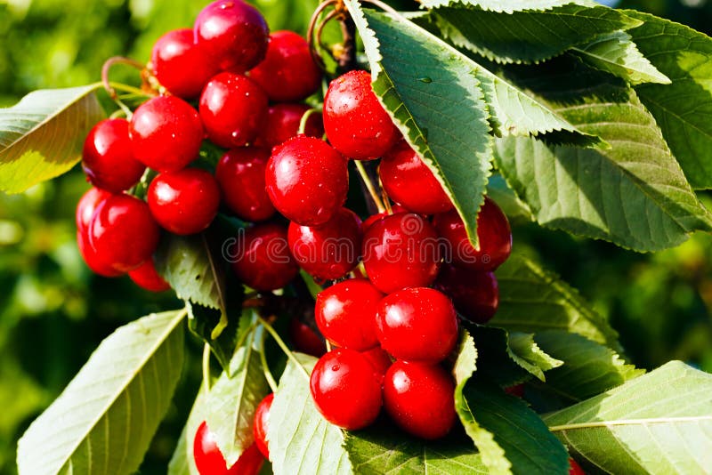 Red cherries stock image. Image of tree, juicy, organic - 72800791