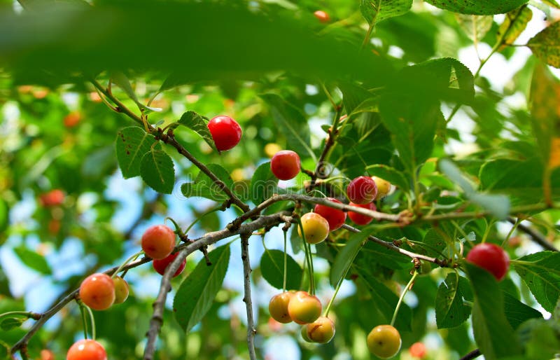 Red cherries on tree stock image. Image of branch, juicy - 140329949