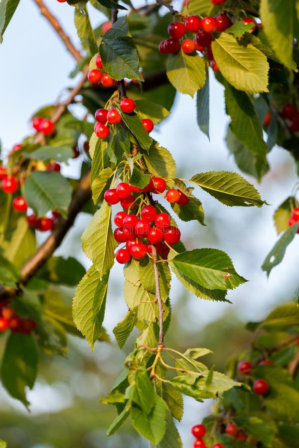 Red cherries on a tree stock image. Image of grow, leaves - 95143165
