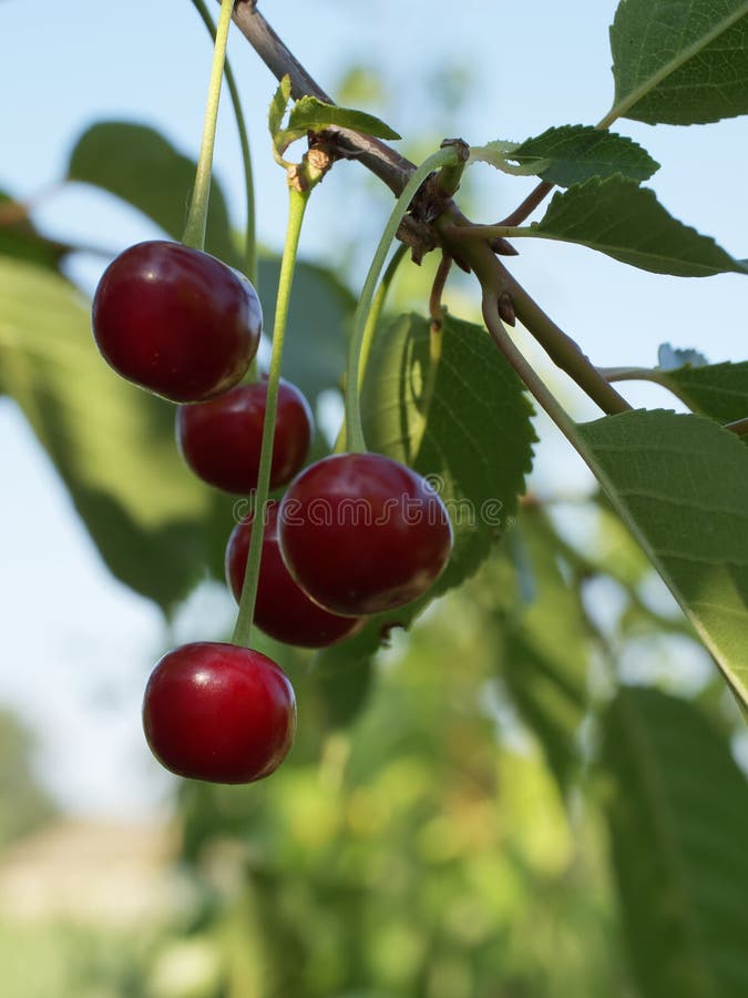 Red Cherries on a Tree Branch, Close-up. Ripe Berries Stock Image ...
