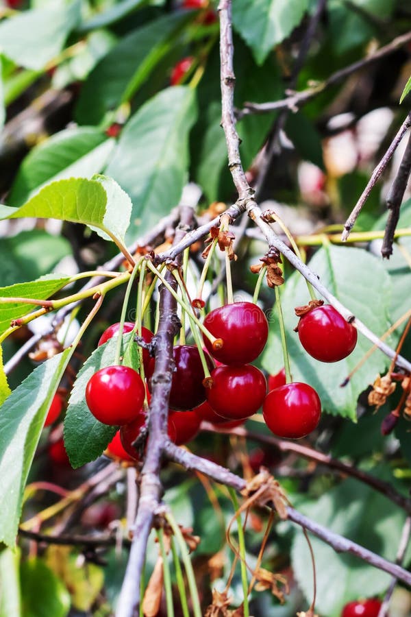 Red Cherries on a Tree Branch Closeup Stock Photo - Image of green ...