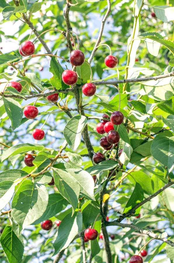 Red cherries on the tree stock photo. Image of fruit - 220201590