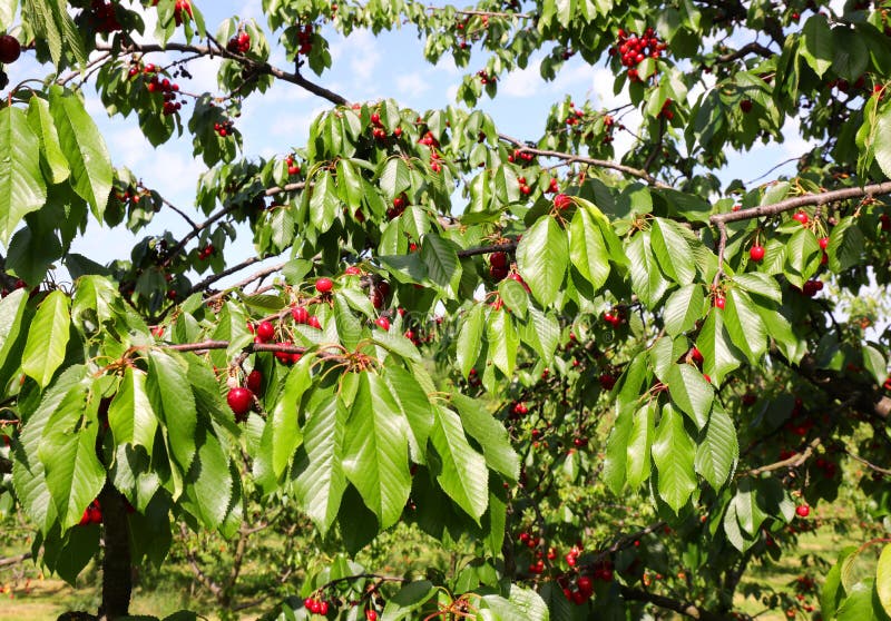 Red Cherries on the Tree in Spring Stock Photo - Image of tree, cherry ...