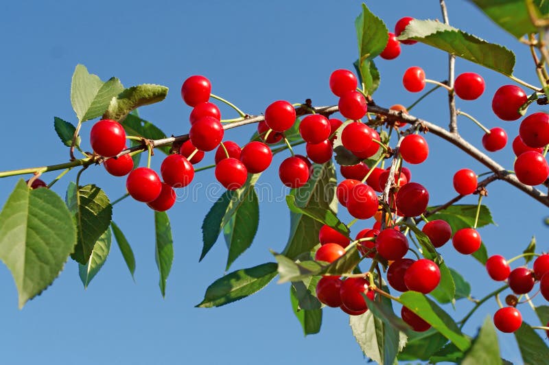 Red cherry stock image. Image of outdoors, crop, garden - 10179809
