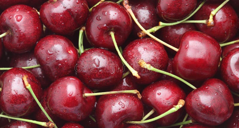 Red cherry stock photo. Image of studio, sweet, health - 13167082