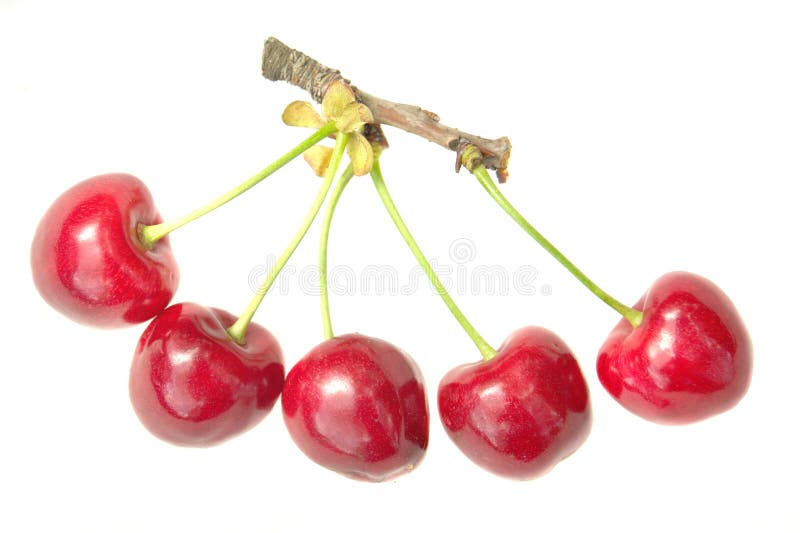 Red cherry stock image. Image of cherry, food, berry - 14717735
