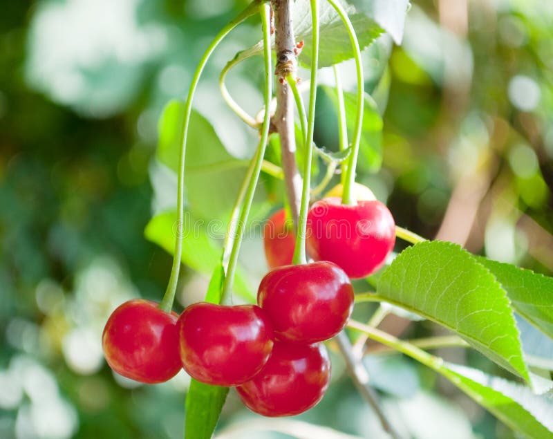 Cherry tree stock photo. Image of sweet, ingredient, cherry - 10750198